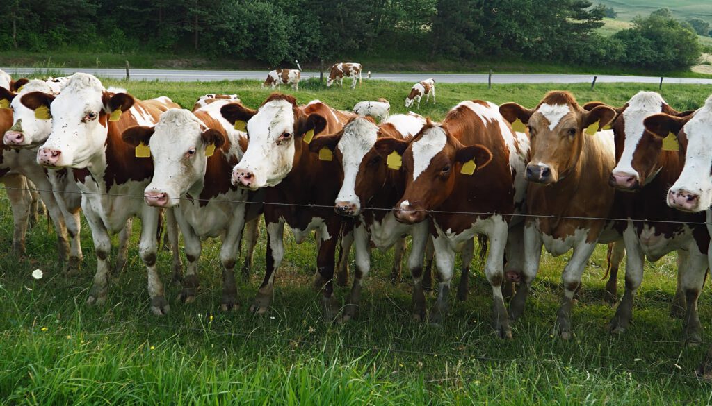 What Is Mad Cow Disease? | Personal Injury